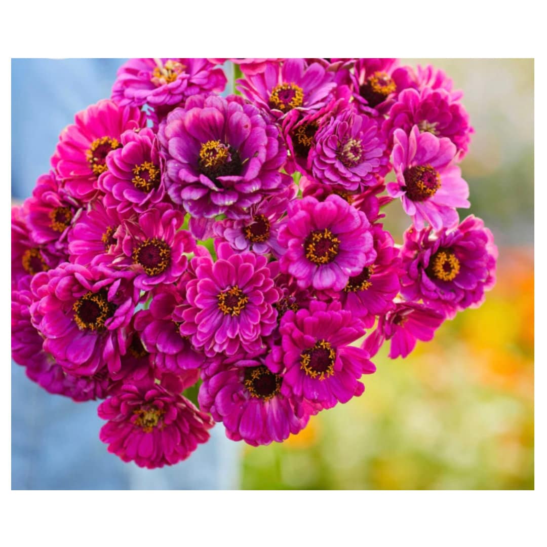 50+ Purple Prince Zinnia Seeds - Etsy