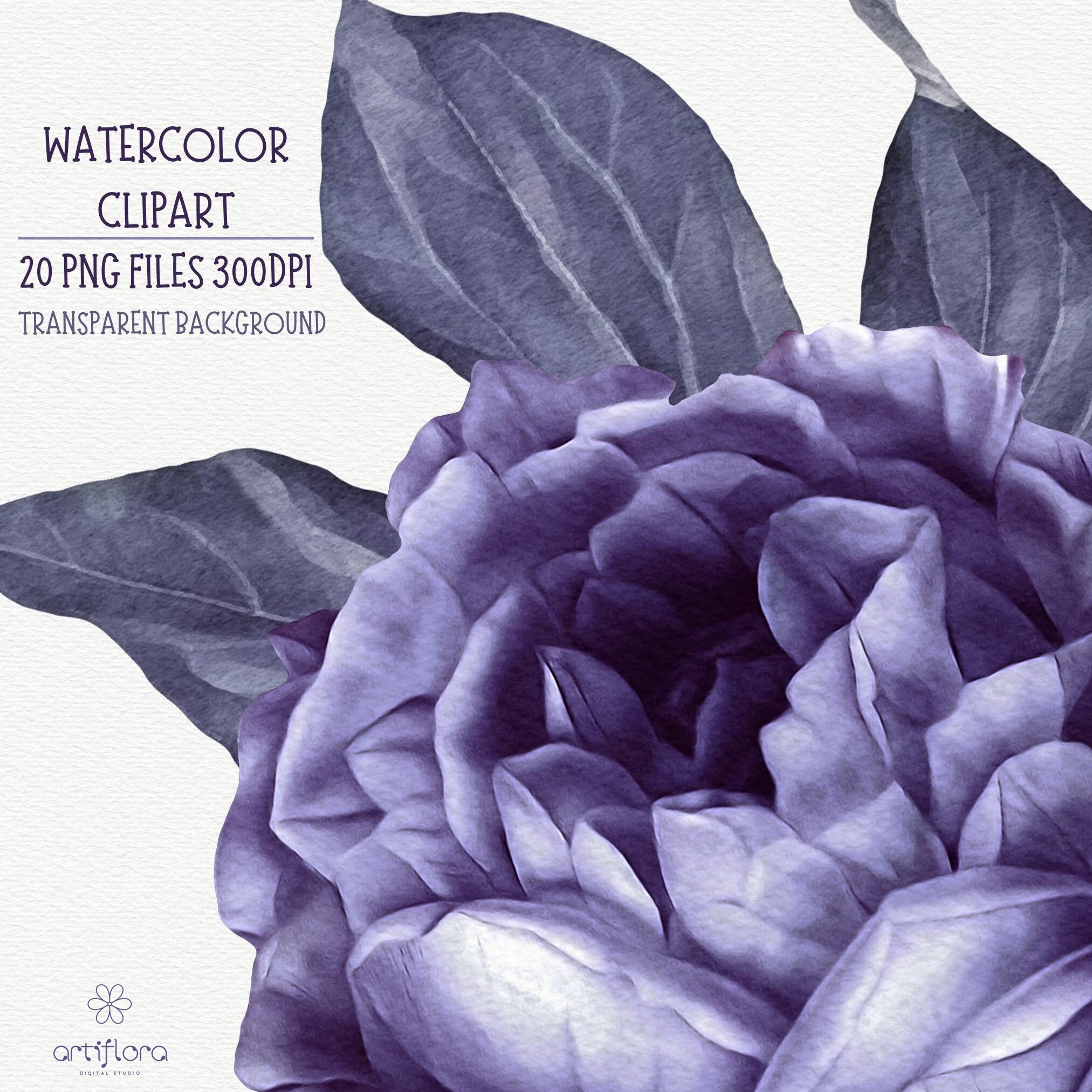 Watercolor Floral Clipart, Peony Rose Clipart, Pink Purple White ...