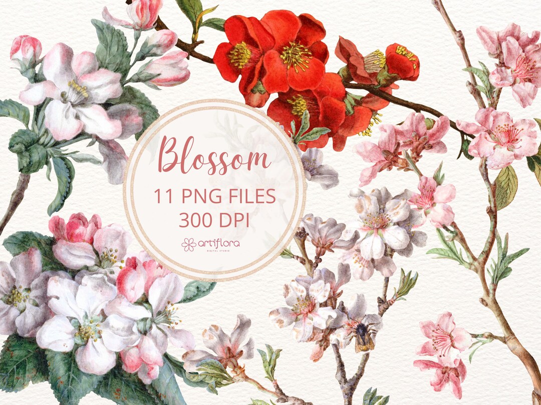 Watercolor Blossom Clipart, Apple Cherry Blossom Png , Pink White ...