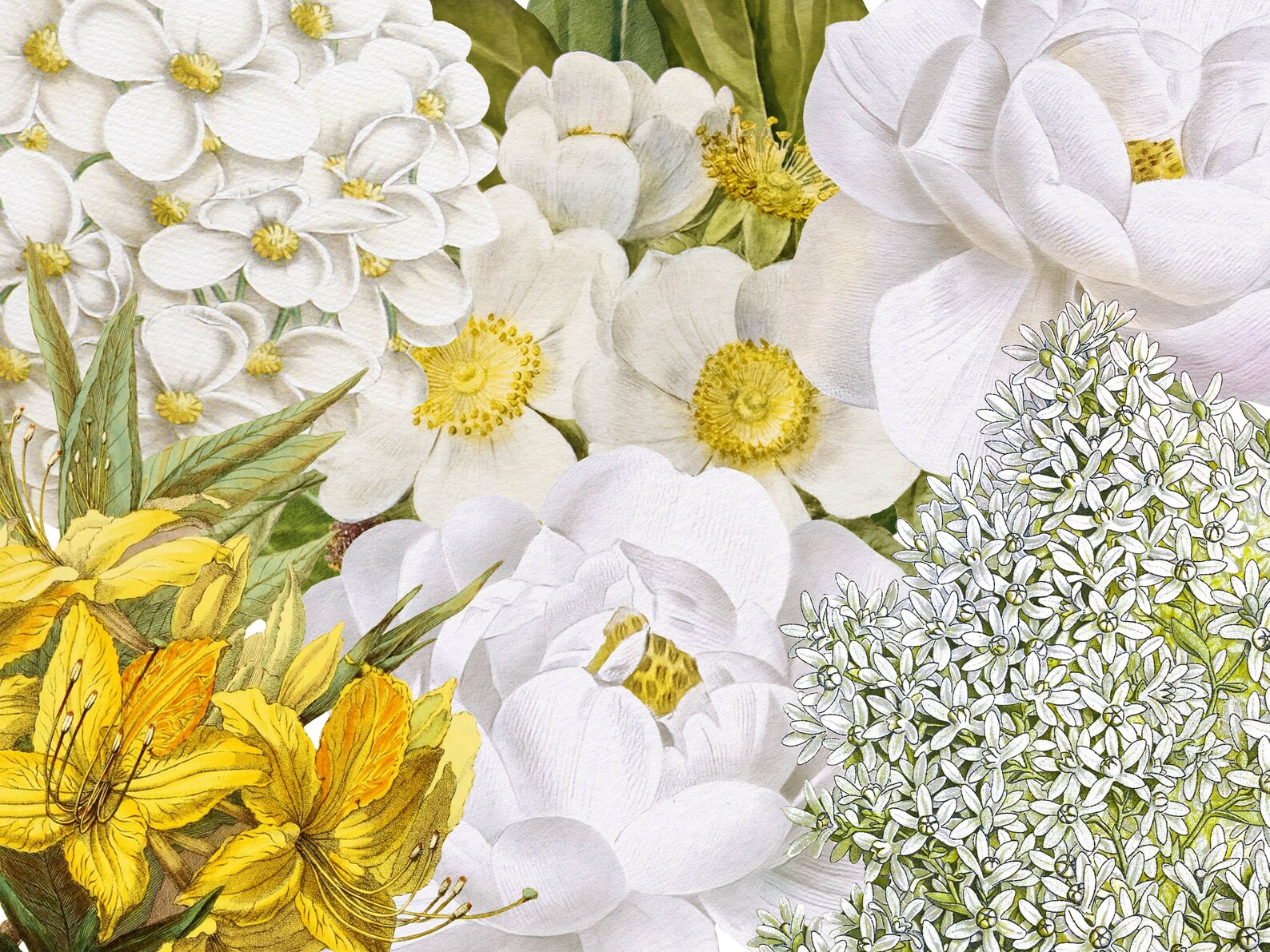 Watercolor Floral Clipart, Rose Hydrangea Clipart, White Yellow Flowers ...