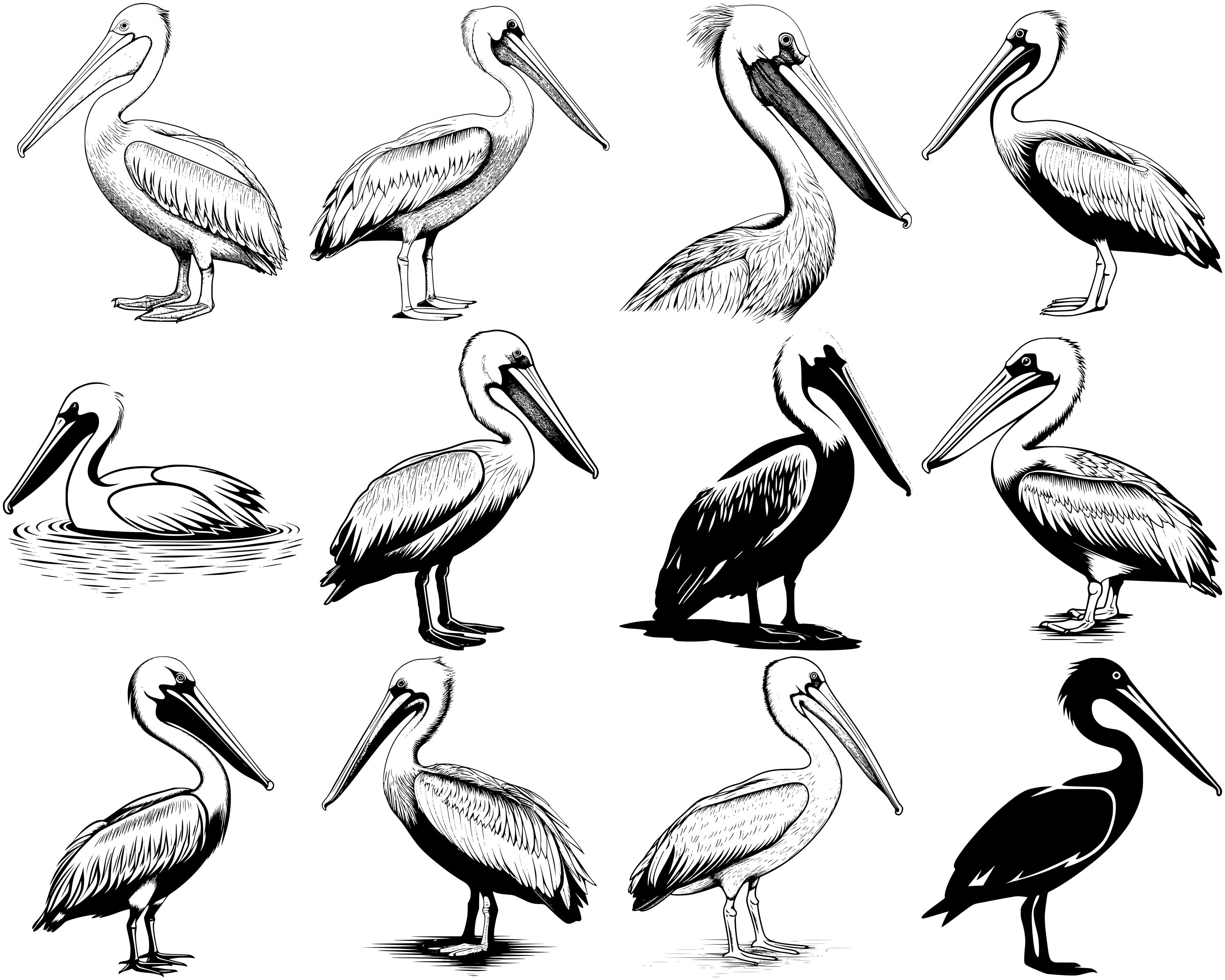 Pelican SVG Bundle, Set of 100, Instant Digital Download, Png, Svg, Eps ...