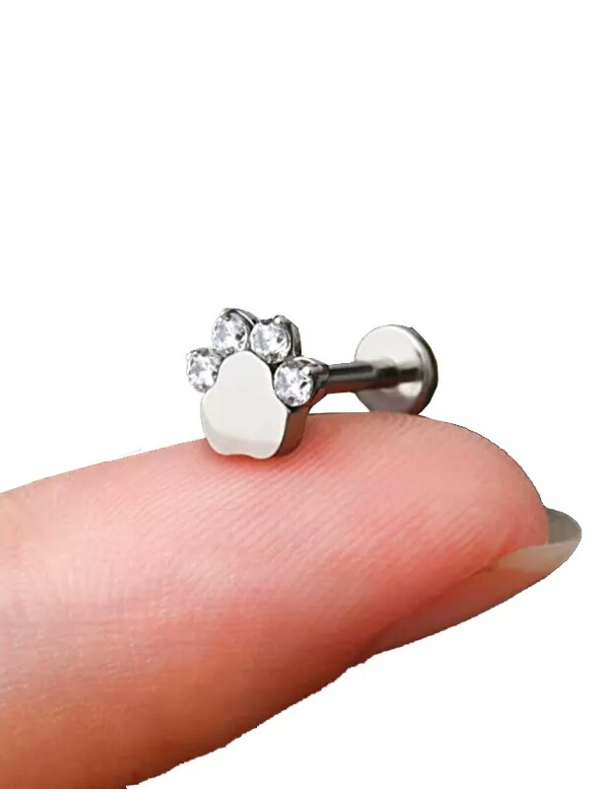 Can You Get A Dogs Ear Pierced