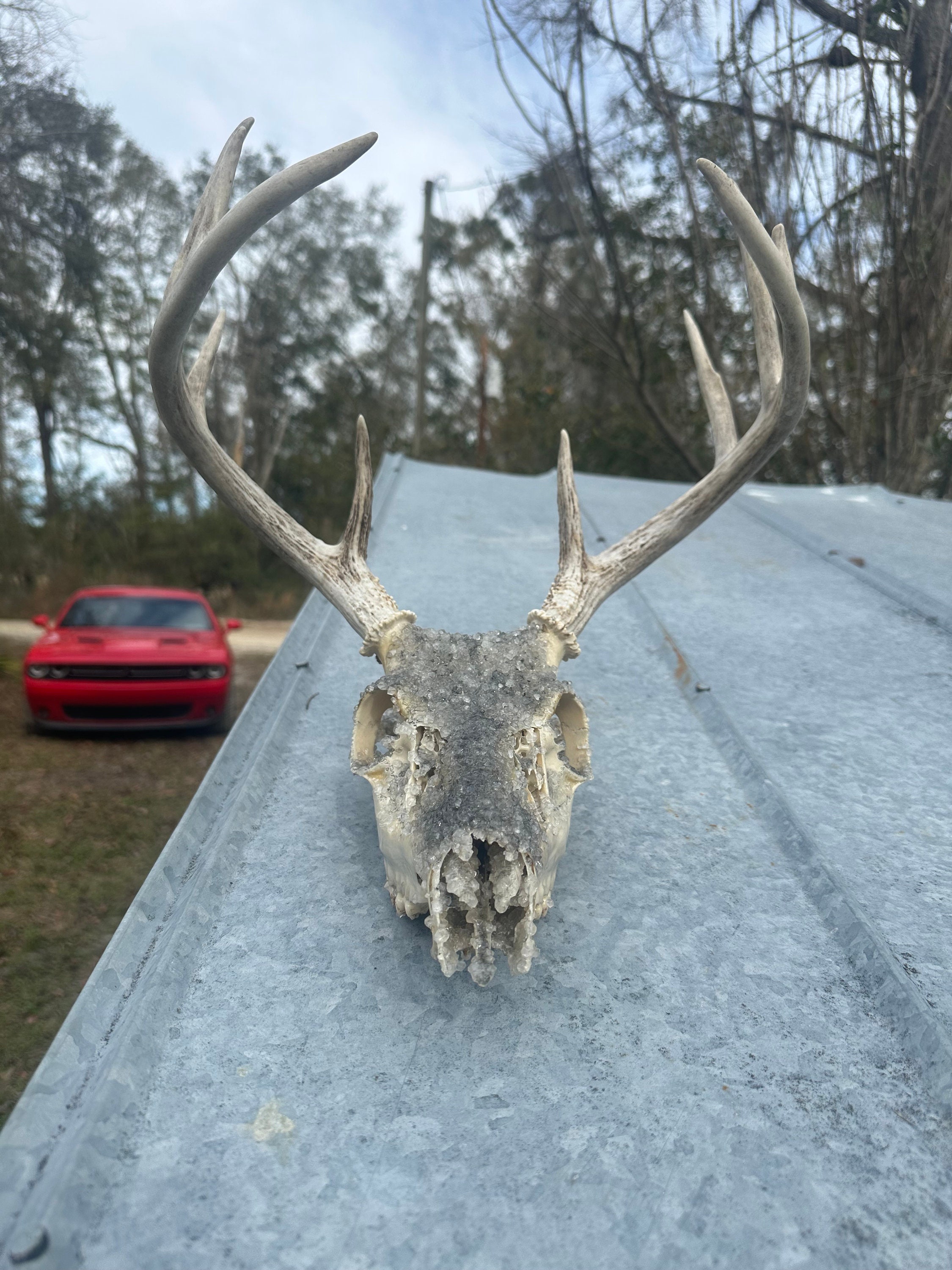 Crystallized Deer Skull - Etsy