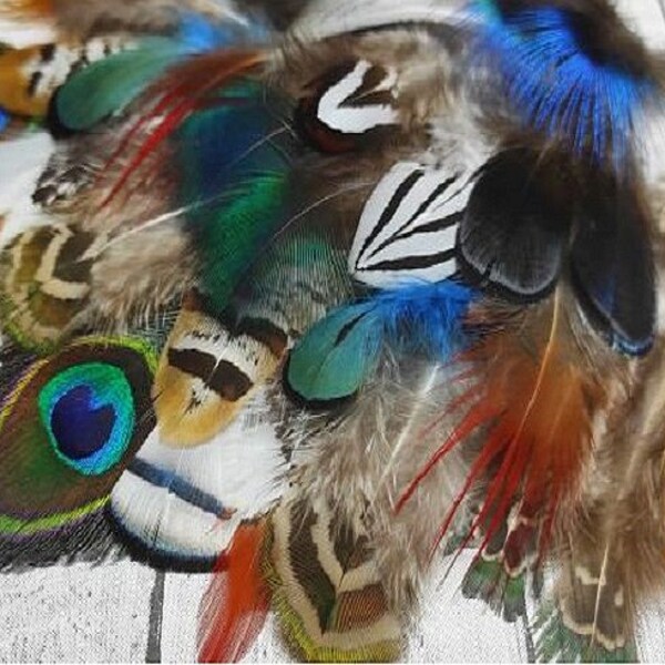 Rare Bird Feathers - Etsy