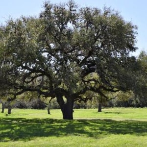 Coastal Live Oak, Native Texas Tree Seeds and Seedlings: Quercus ...