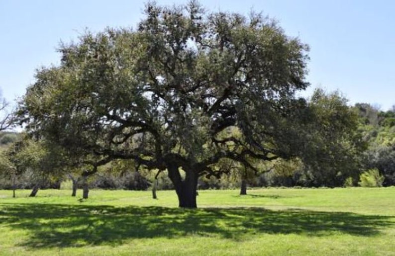 Coastal Live Oak, Native Texas Tree Seeds and Seedlings: Quercus ...