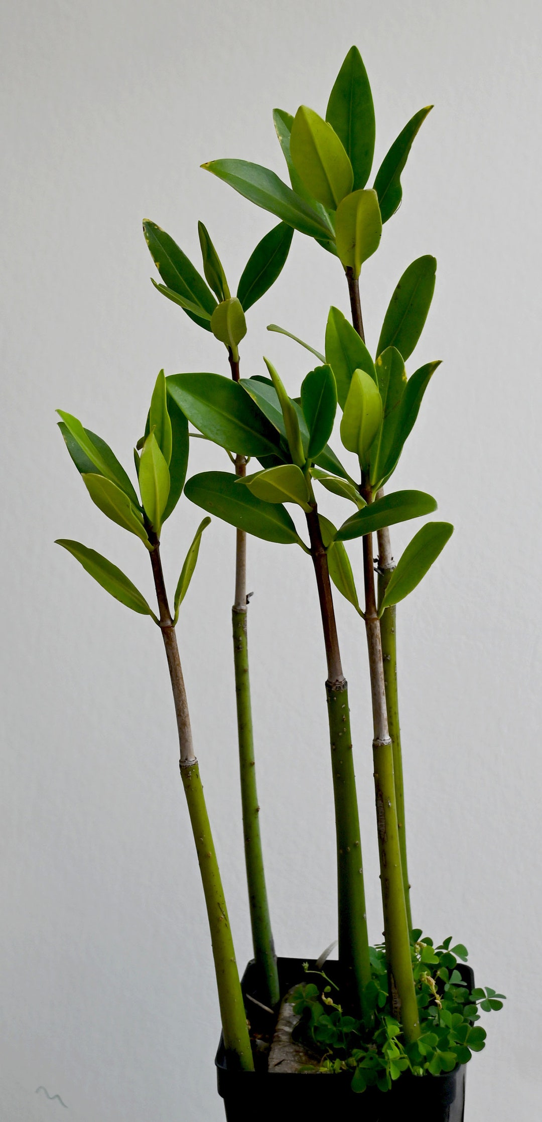 Mangle rojo, semillas y plántulas de árboles nativos de Texas ...