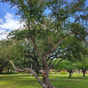 Texas Ebony, Native Texas Tree Seeds and Seedlings: Ebenopsis Ebano ...
