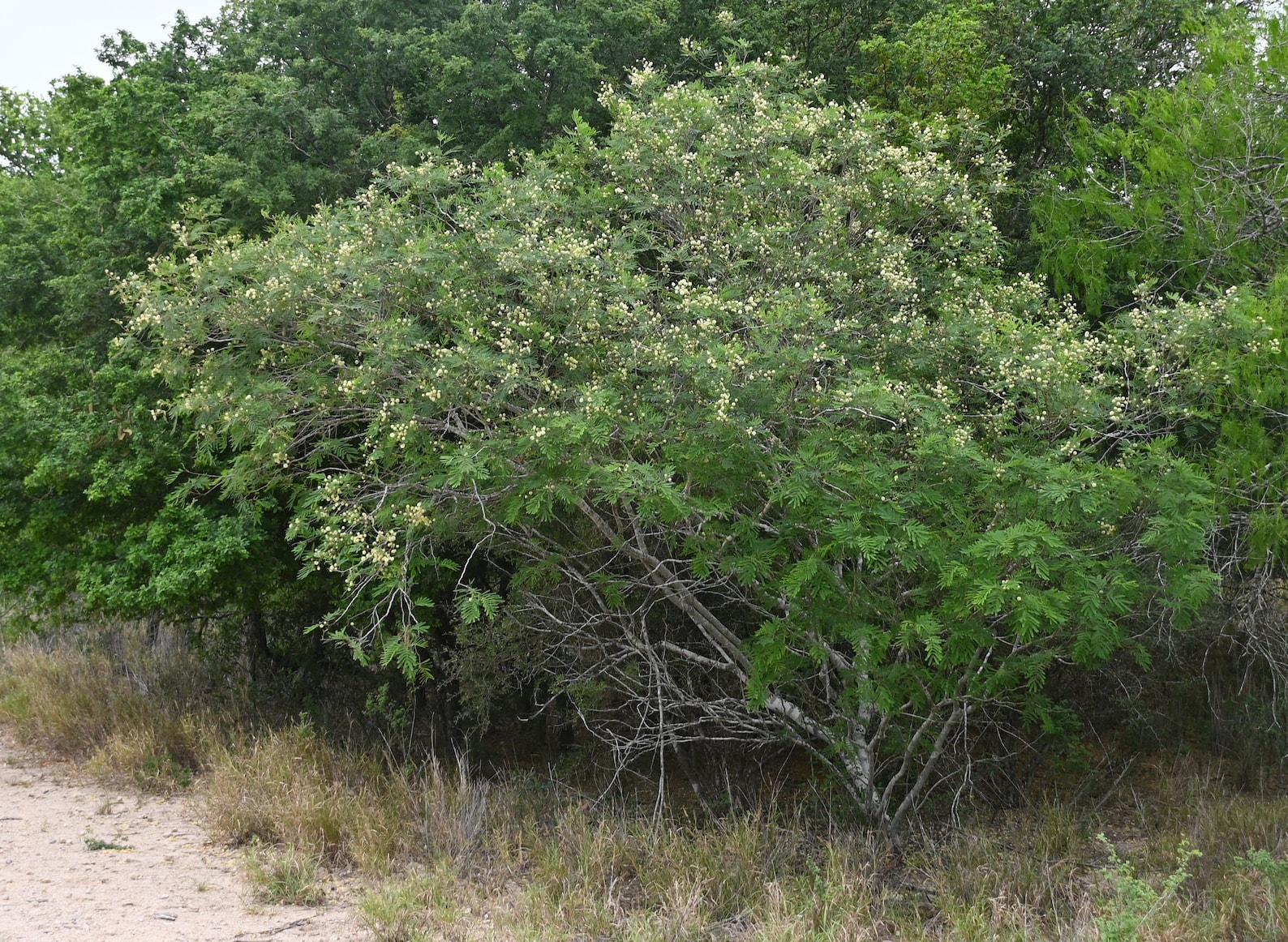 Guajillo (berlandier Acacia), Native Texas Tree Seeds and Seedlings ...