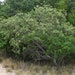 Guajillo (berlandier Acacia), Native Texas Tree Seeds and Seedlings ...