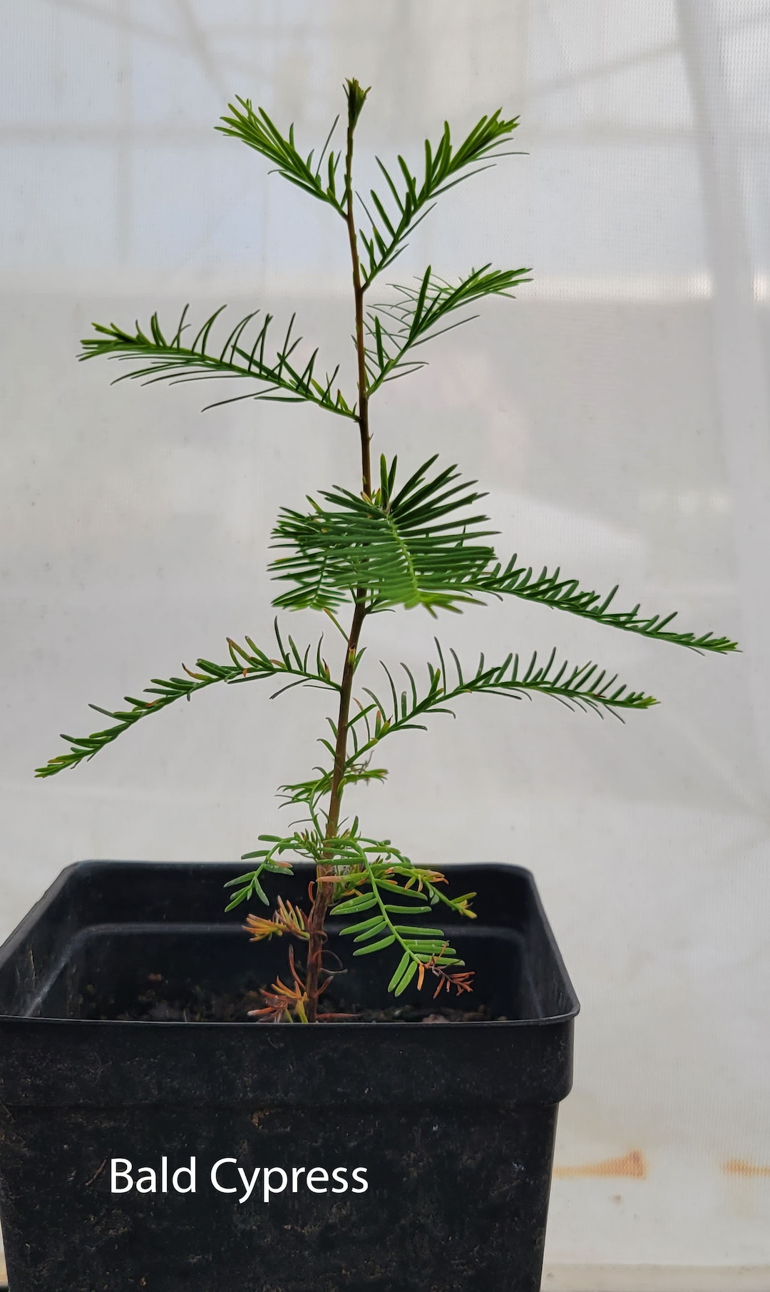 Bald Cypress, Native Texas Tree Seeds and Seedlings: Taxodium Distichum ...