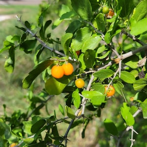 Granjeno or Spiny Hackberry, Native Texas Tree Seeds and Seedlings ...