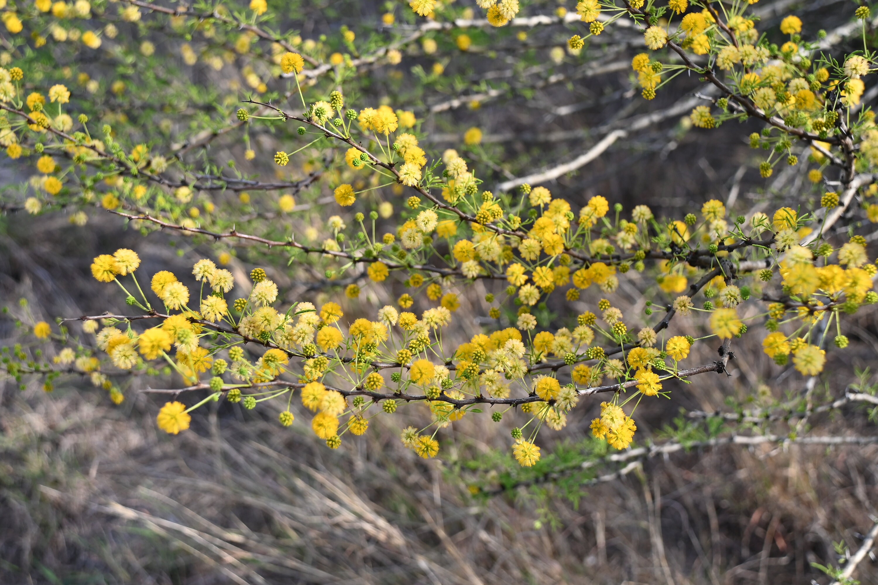 Whitethorn Acacia, Native Texas Trees: Vachellia Constricta, Great for ...
