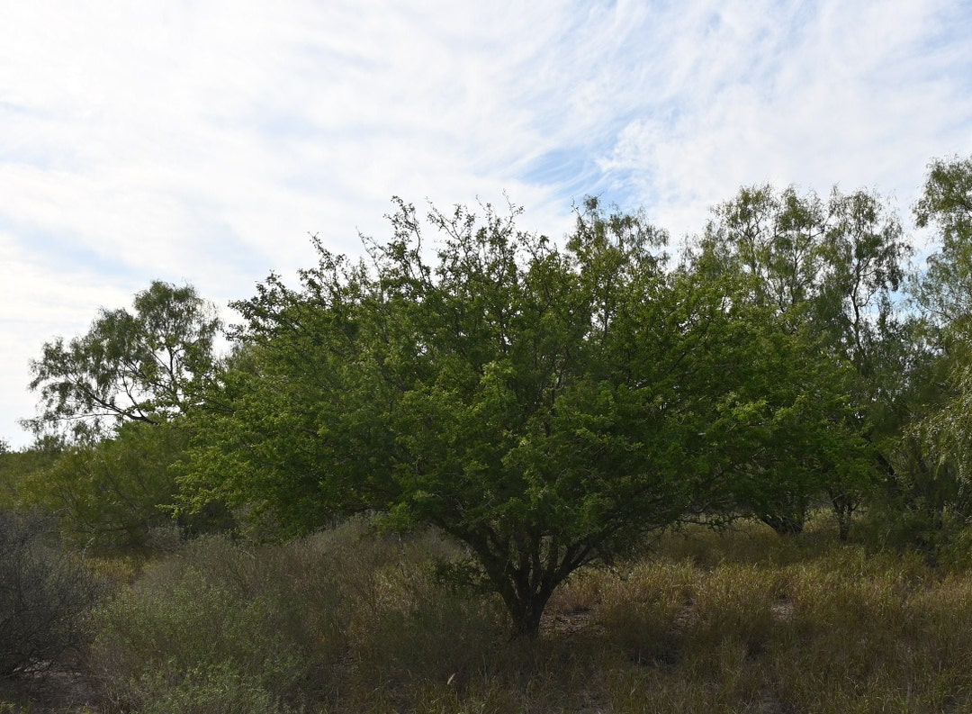 Texas Ebony, Native Texas Tree Seeds and Seedlings: Ebenopsis Ebano ...