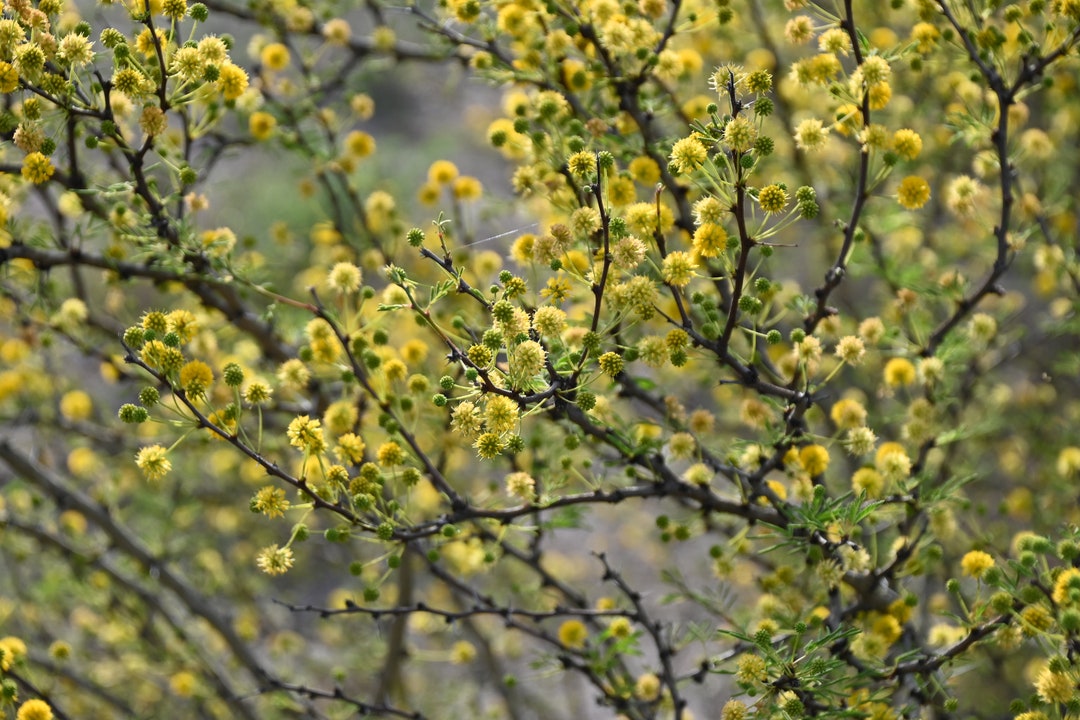 Whitethorn Acacia, Native Texas Tree Seeds and Seedlings: Vachellia ...