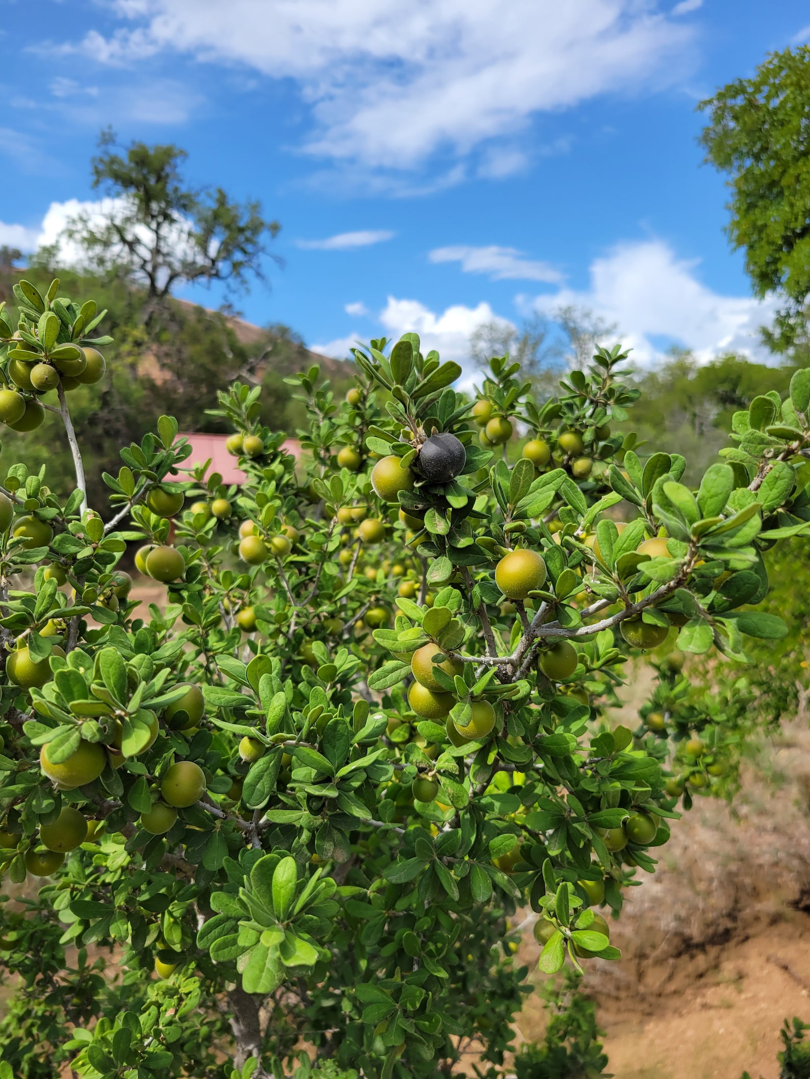 Texas Persimmon, Native Texas Tree Seeds and Seedlings: Diospyros ...