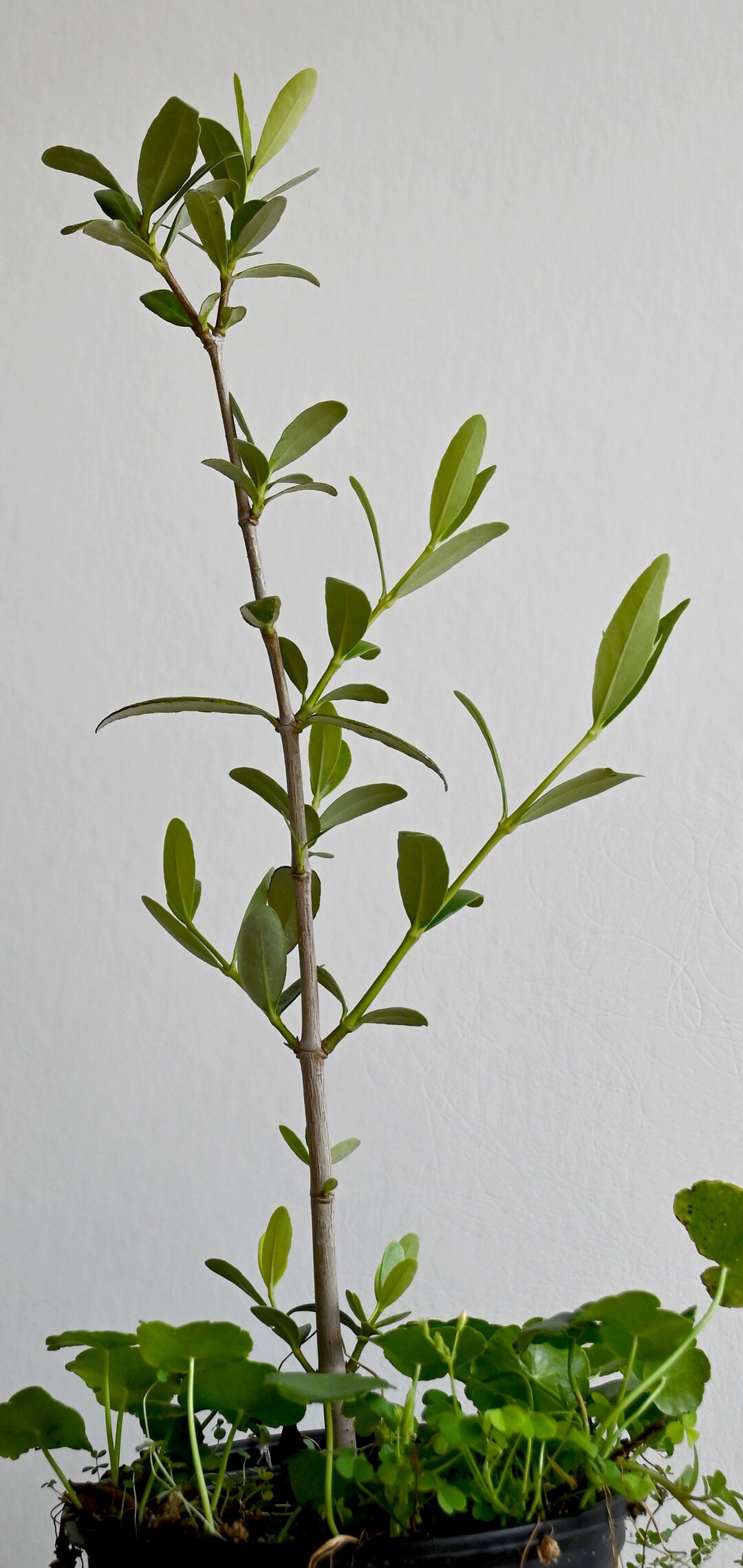 Black Mangrove, Native Texas Tree Seeds and Seedlings: Avicennia ...