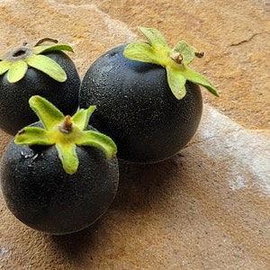 Texas Persimmon (diospyros Texana): Native Texas Tree Great for Bonsai ...