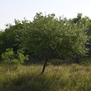 Wright Catclaw Acacia, Native Texas Tree Seeds and Seedlings: Senegalia ...