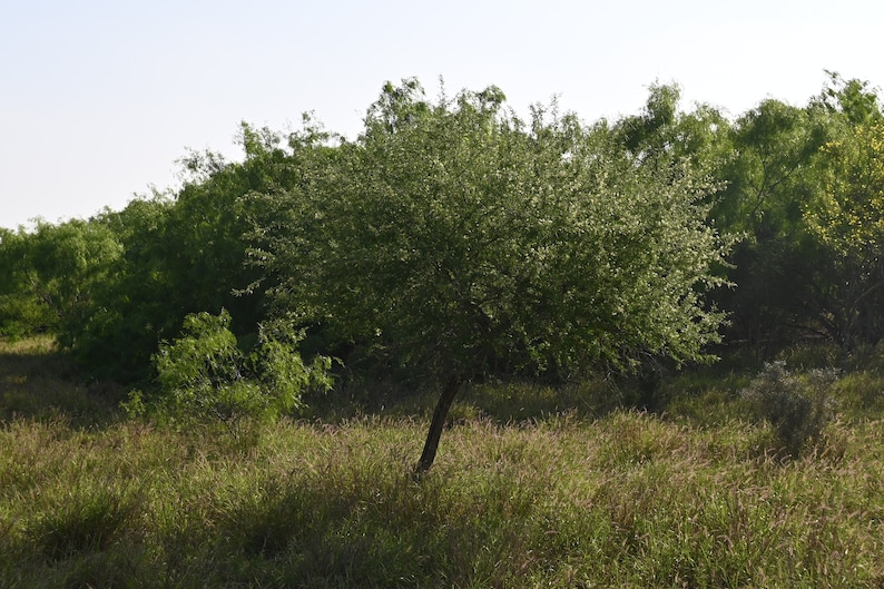 Wright Catclaw Acacia, Native Texas Tree Seeds and Seedlings: Senegalia ...