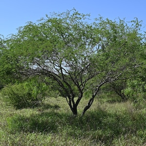 Huisache, Native Texas Tree Seeds and Seedlings: Vachellia Farnesiana ...