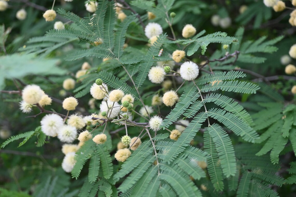 Guajillo (berlandier Acacia), Native Texas Tree Seeds and Seedlings ...