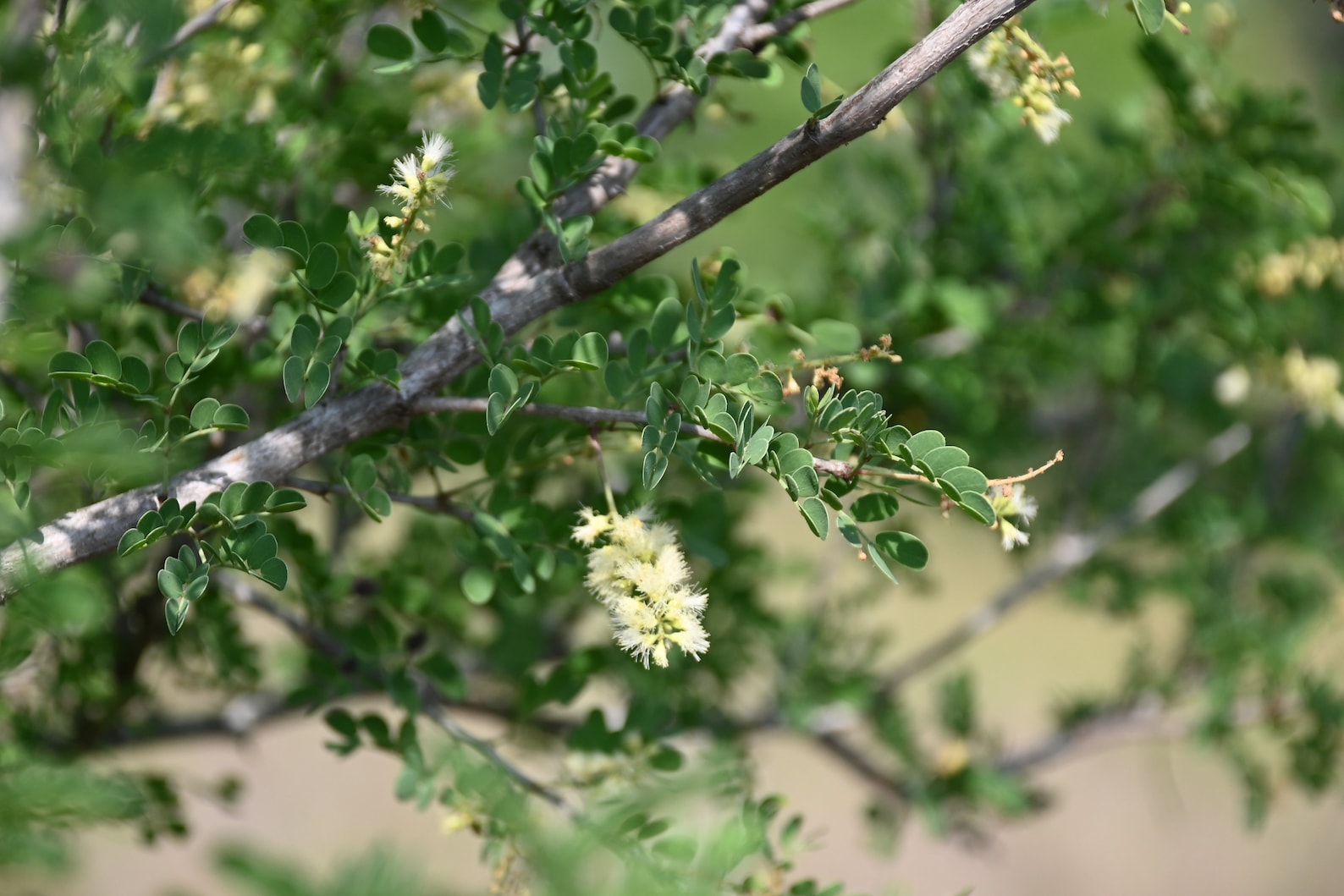 Wright Catclaw Acacia, Native Texas Tree Seeds and Seedlings: Senegalia ...
