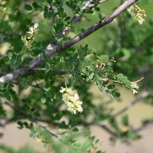 Wright Catclaw Acacia, Native Texas Tree Seeds and Seedlings: Senegalia ...