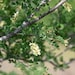 Wright Catclaw Acacia, Native Texas Tree Seeds and Seedlings: Senegalia ...