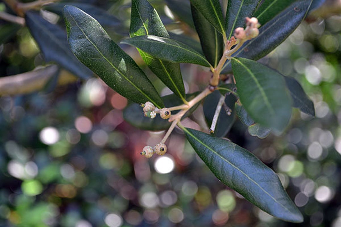Coastal Live Oak, Native Texas Tree Seeds and Seedlings: Quercus ...