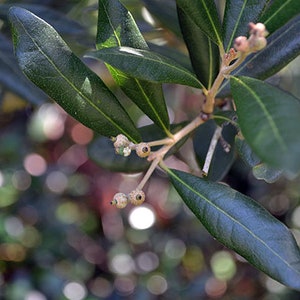 Coastal Live Oak, Native Texas Tree Seeds and Seedlings: Quercus ...