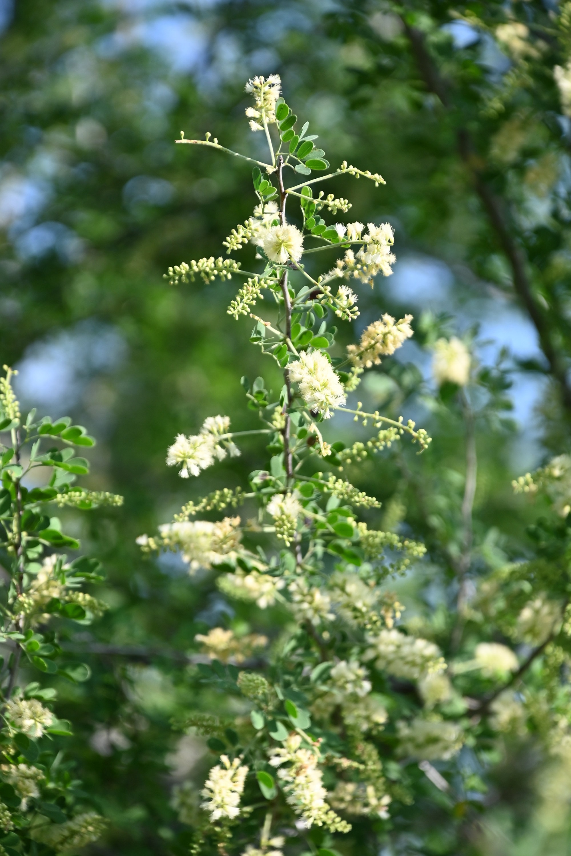 Wright Catclaw Acacia, Native Texas Tree Seeds and Seedlings: Senegalia ...