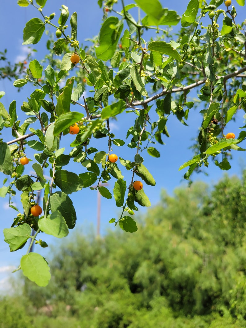 Granjeno or Spiny Hackberry, Native Texas Tree Seeds and Seedlings ...