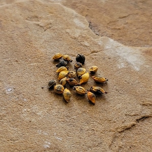 Granjeno or Spiny Hackberry, Native Texas Tree Seeds and Seedlings ...