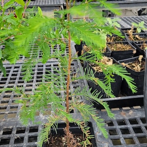 Multipacks of Native Texas Trees 2, 3, or 5 Pack Seedlings: Perfect for ...