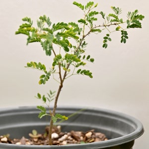 Wright Catclaw Acacia, Native Texas Tree Seeds and Seedlings: Senegalia ...