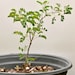 Wright Catclaw Acacia, Native Texas Tree Seeds and Seedlings: Senegalia ...