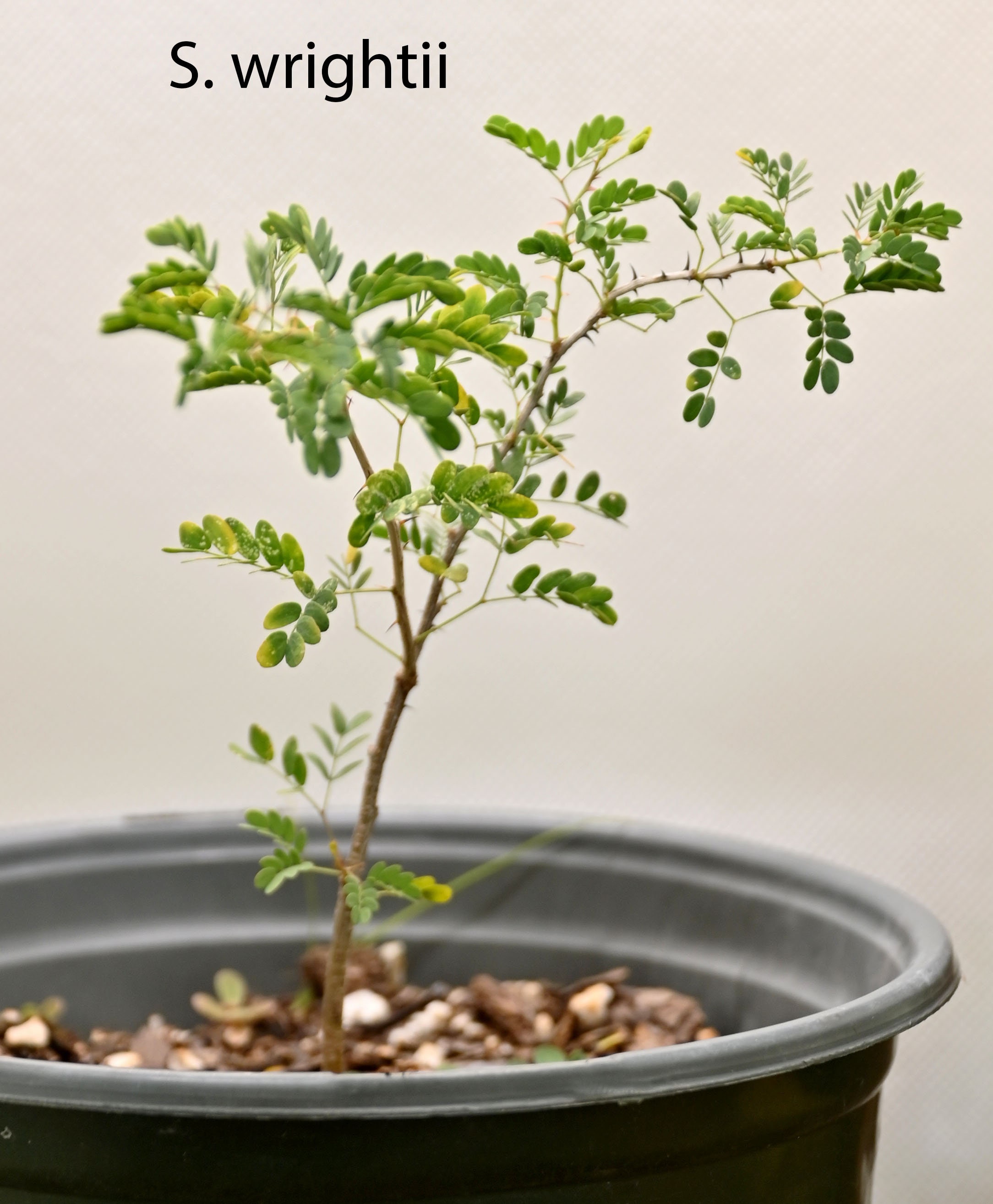 Wright Catclaw Acacia, Native Texas Tree Seeds and Seedlings: Senegalia ...