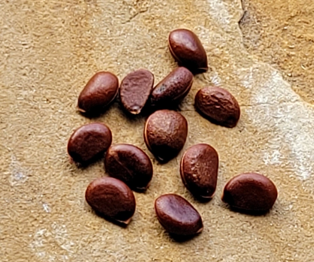 Native Texas Tree Seeds 25 Count, Great for Bonsai: Five Species ebony ...