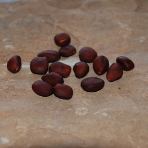Texas Ebony, Native Texas Tree Seeds and Seedlings: Ebenopsis Ebano ...