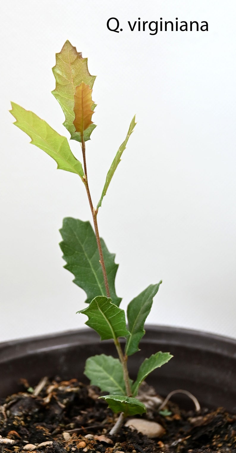 Coastal Live Oak, Native Texas Tree Seeds and Seedlings: Quercus ...