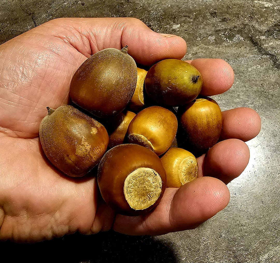 Viable Native Chestnut Oak Acorns (quercus Montana) – Float-tested, Cap ...