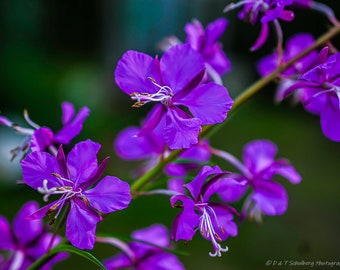 Fireweed and Sunflower Glass Mosaic - Etsy