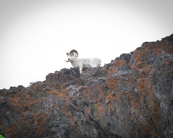 Dall Sheep Svg Digital Download - Etsy
