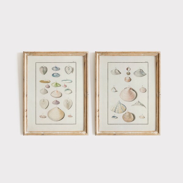 Vintage Seashell Art - Etsy