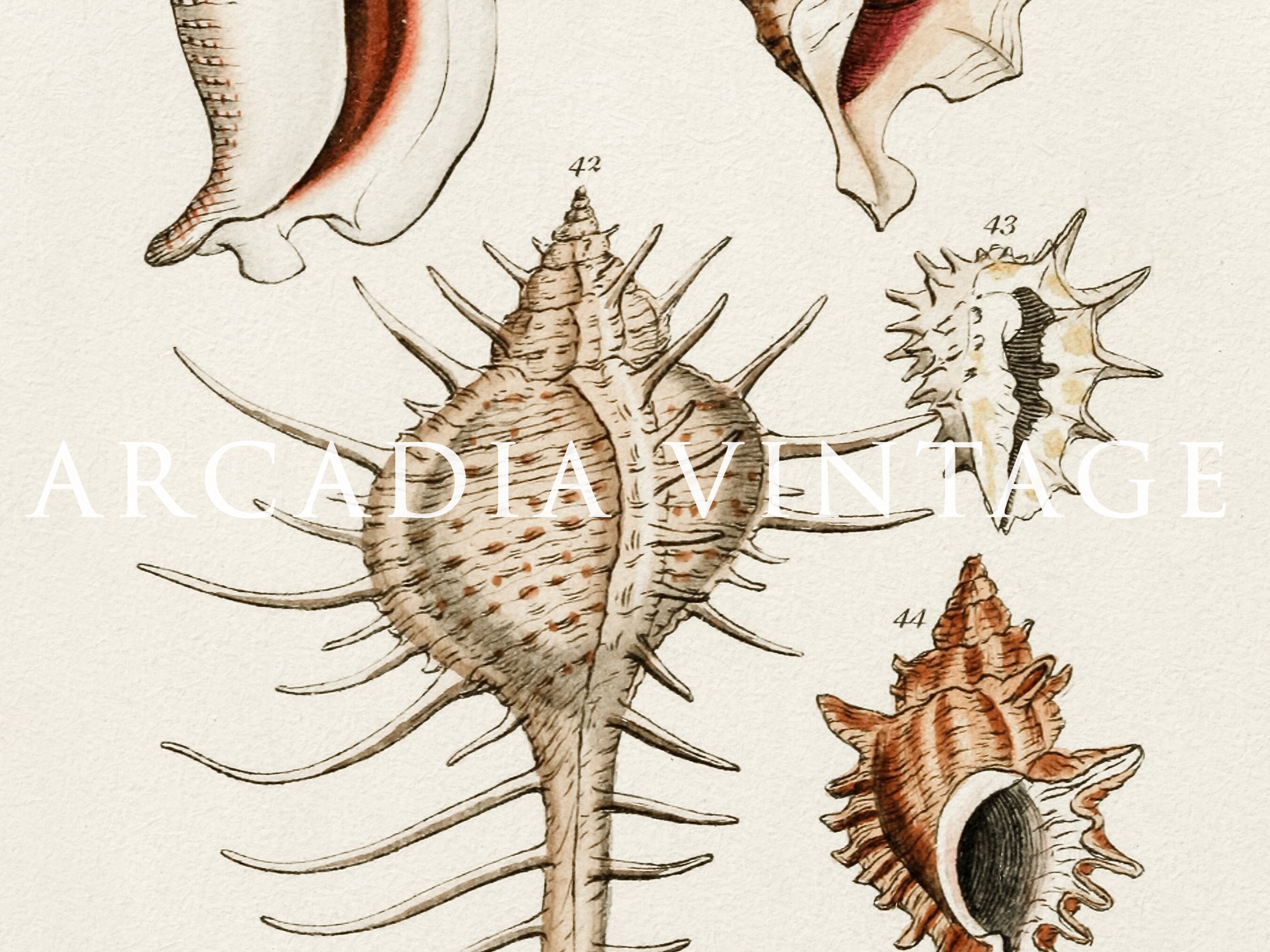 Vintage Seashell Art Print SET Conchology Study Decorative - Etsy