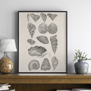 Vintage Shell Artwork, Black & White Seashell Art Print, Conchology ...