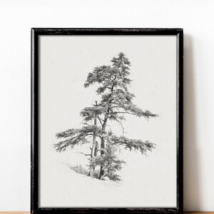 Cedar Tree Drawing, Vintage Charcoal Sketch Artwork, Black and White ...