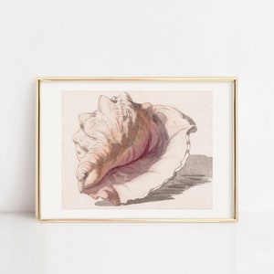 Antique Conch Shell Watercolor Painting, Decorative Seashell Art Print ...