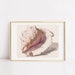 Antique Conch Shell Watercolor Painting, Decorative Seashell Art Print, Beachy Art, Boho Beach ...